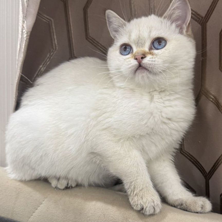 Шотландский вислоухий короткошёрстный котёнок