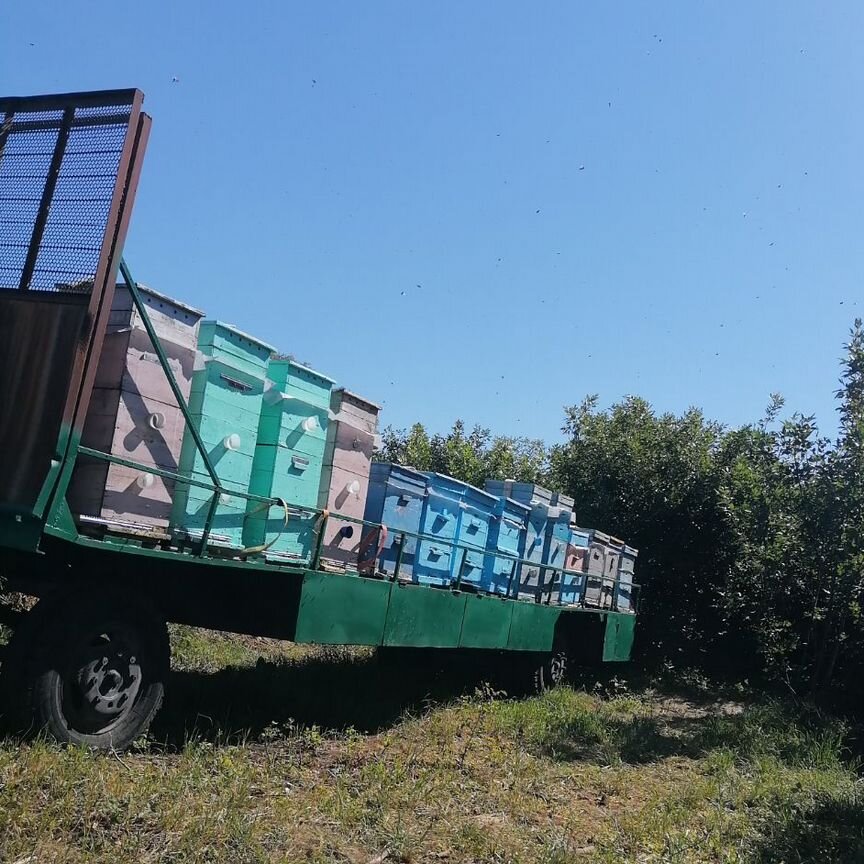 Платформа для пчёл