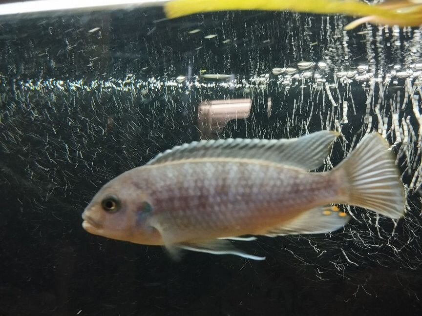 Малавийская цихлида