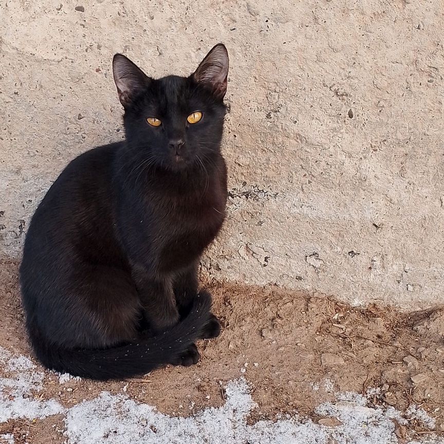 Ласковый котик ищет семью