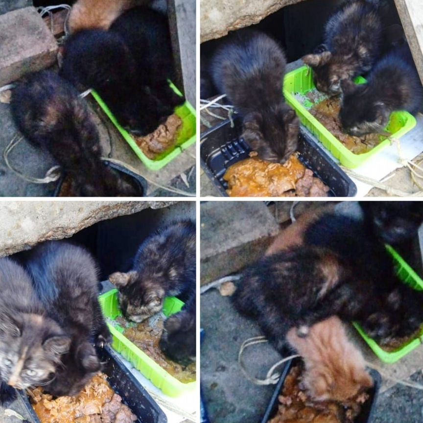Котята одни в подвале, ищем им дом