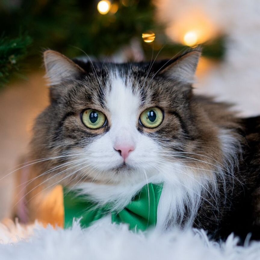 Взрослый кот в добрые руки