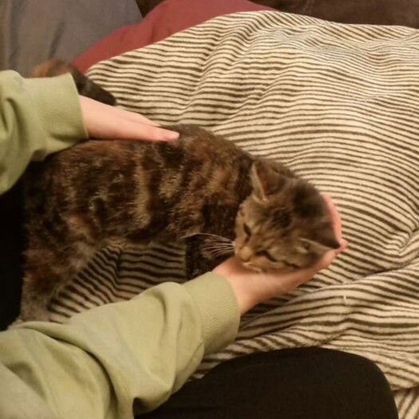 Котята в добрые руки парой