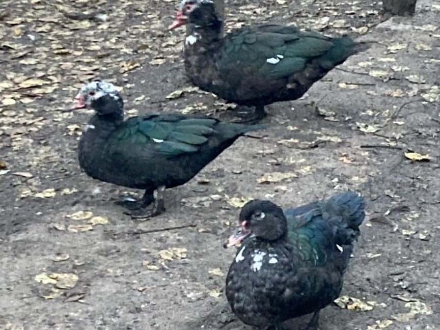 Продам индоуток