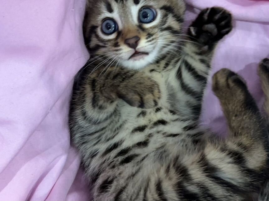 Бенгальские котята