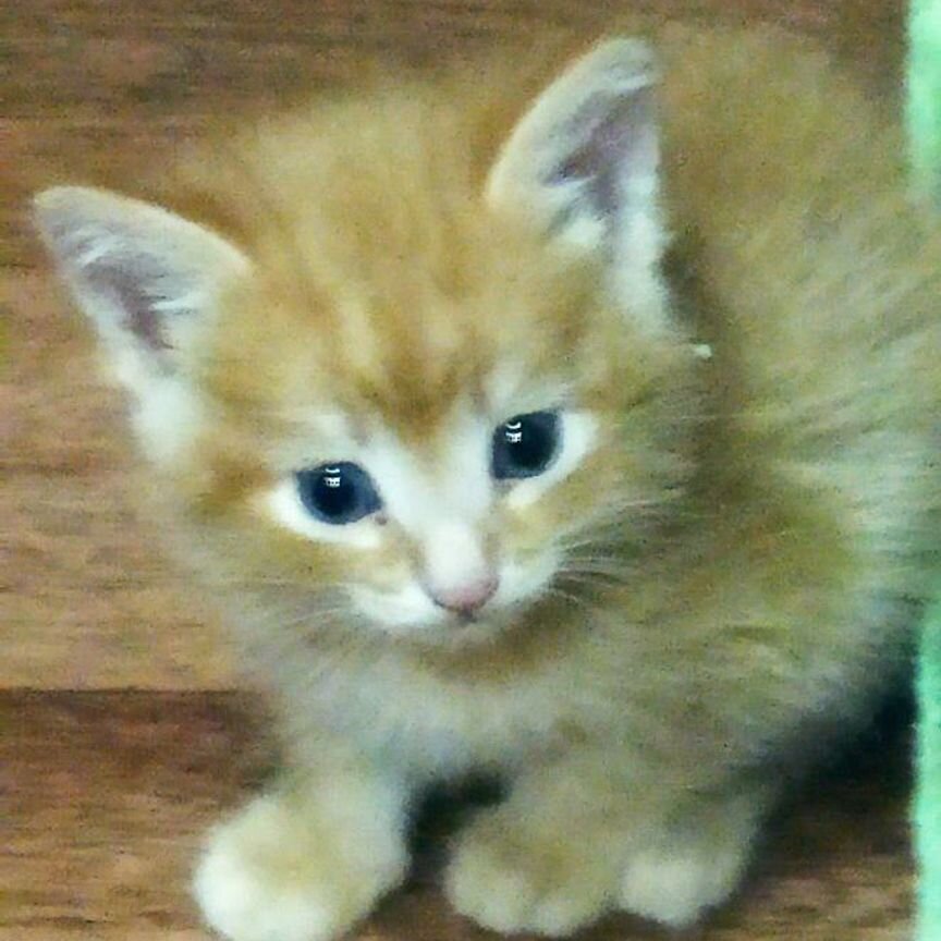 Котята