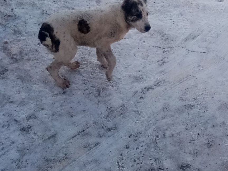 Щенки алабая девочка