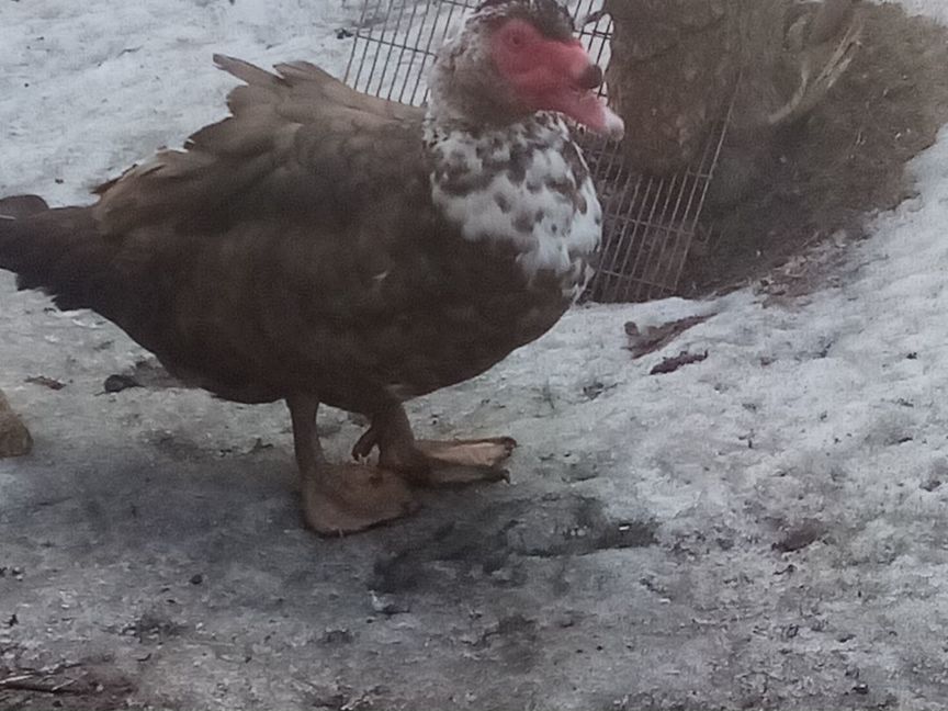 Селезни индоутки (шипуны)