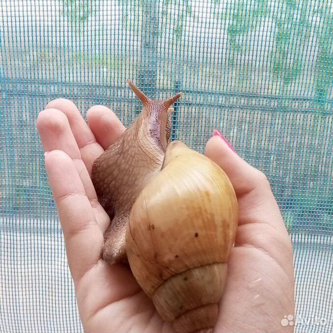 Ахатины большие и маленькие улиточки