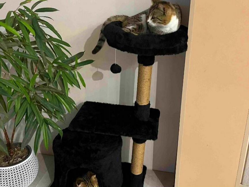 Домик для кошки с когтеточкой