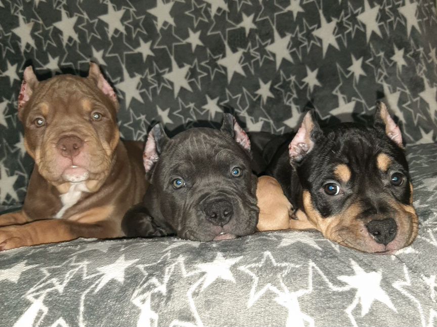 Щенки американский булли