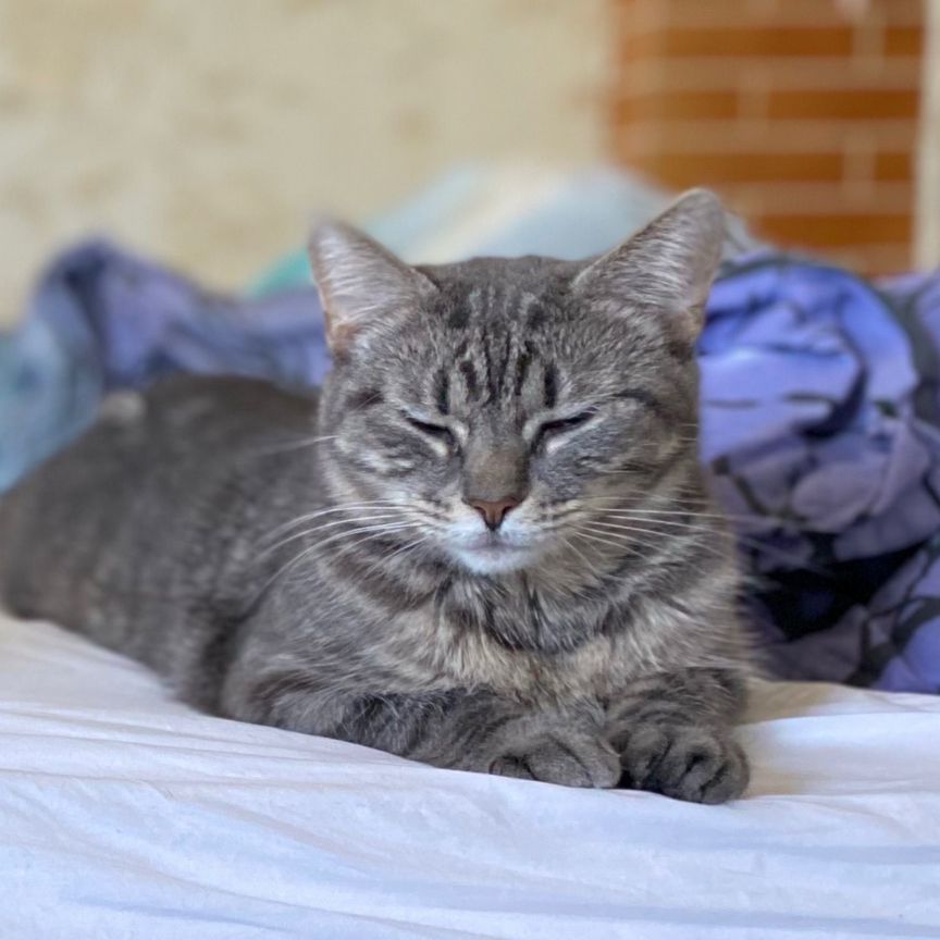 Кошечка в добрые руки