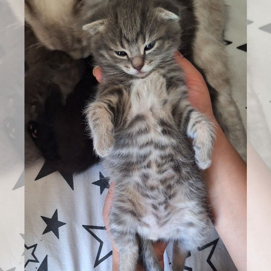 Шотландская прямоухая котенок-девочка