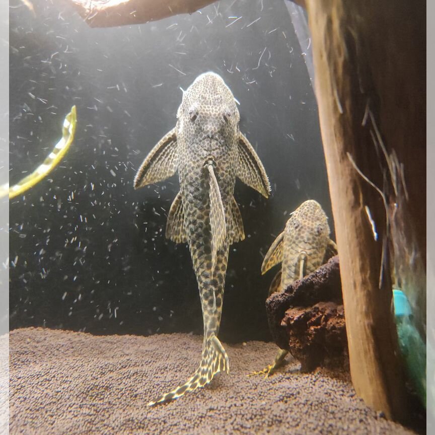 Сом Peckoltia Sabaji. L-075