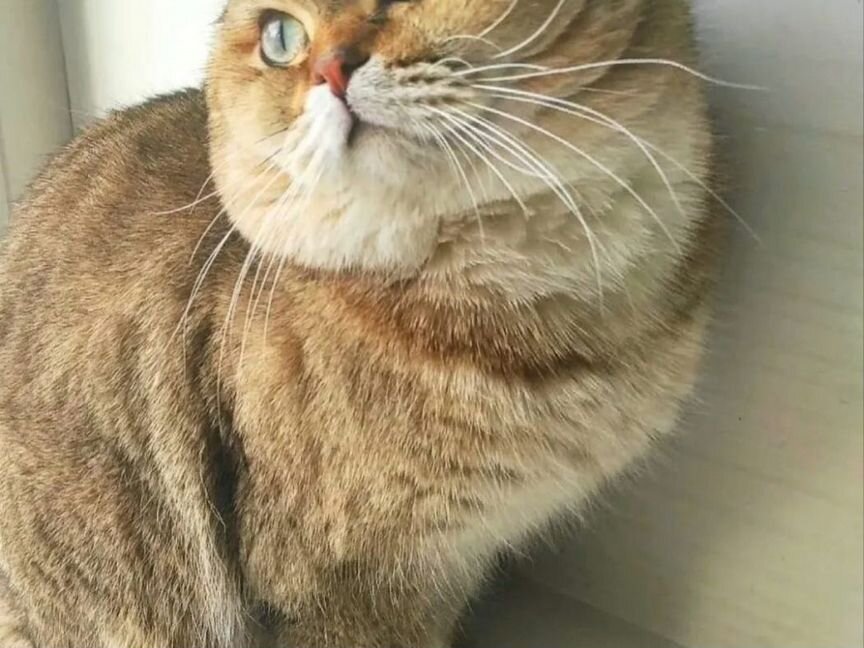 Шикарный кот. Золотая Шиншилла
