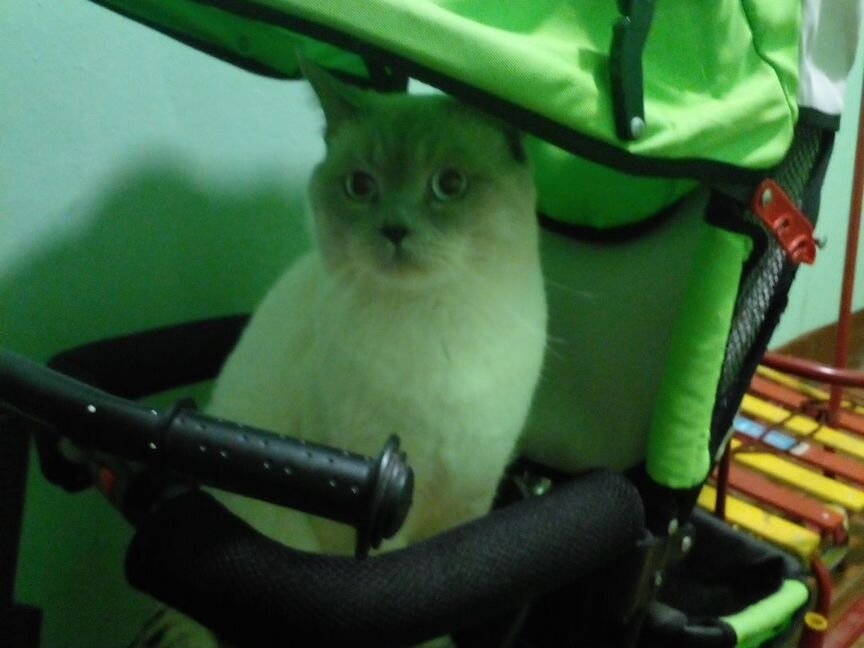 Отдам кота британца