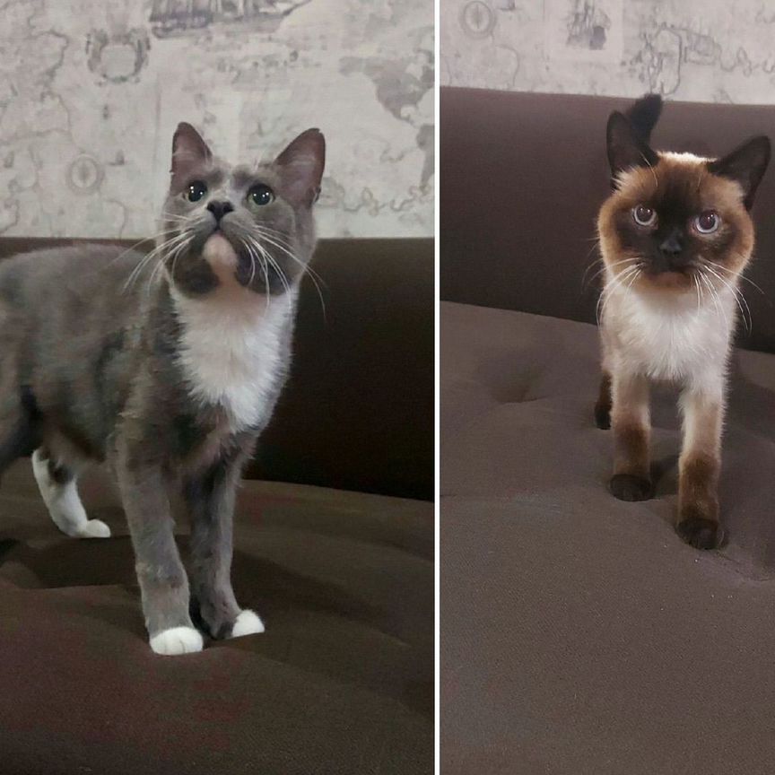 Кот и кошка бесплатно
