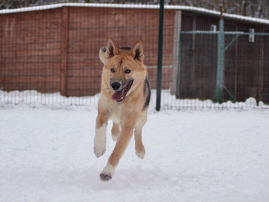 Собака мечтает о доме