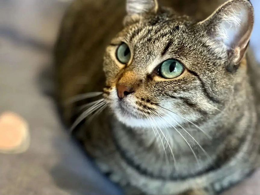 Кошечка из приюта в добрые руки