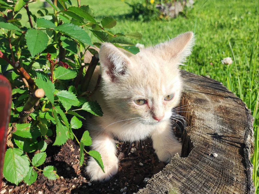 Шотландские персиковые котята