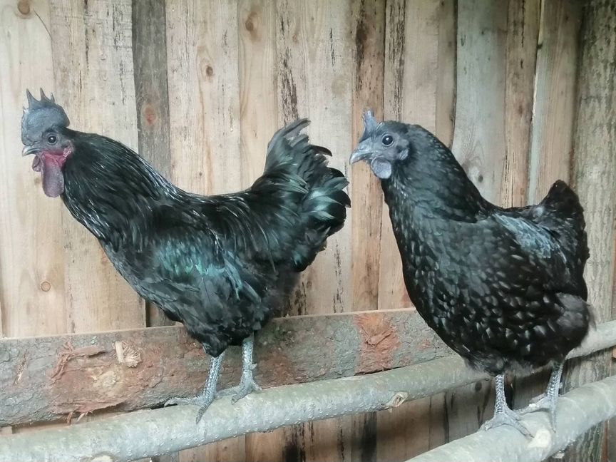 Петушок и курочка