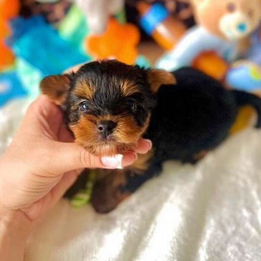 Щенки йоркширского терьера мини