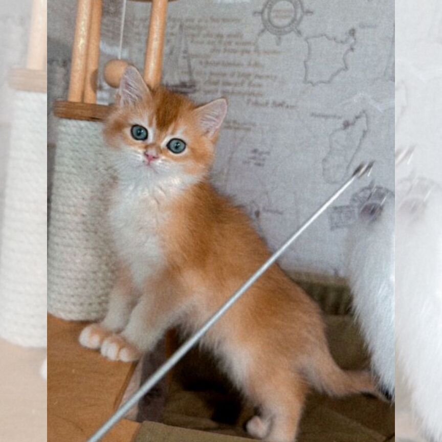 Британский короткошёрстный котёнок
