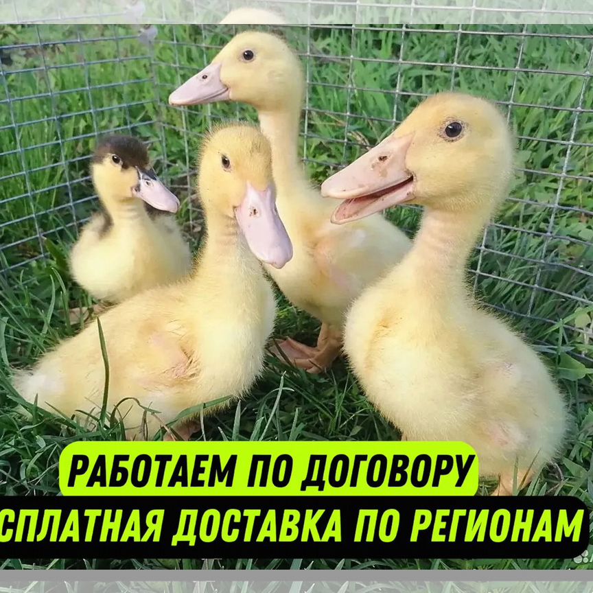 Утята муларды оптом от 50 шт. доставка бесплатная