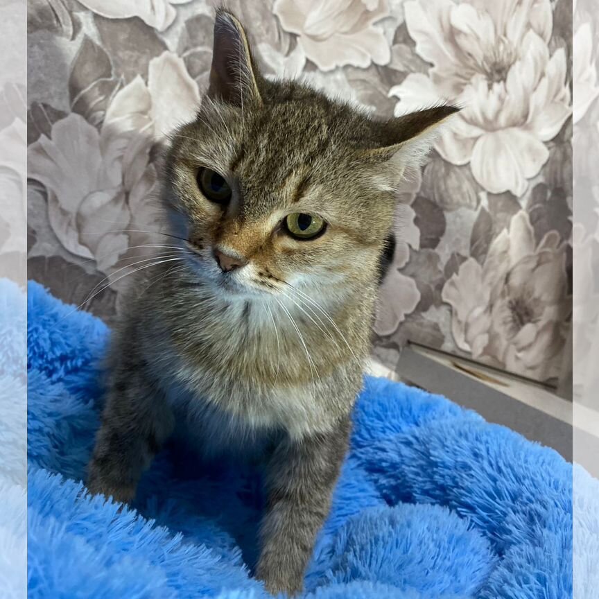 Взрослая кошка в добрые руки