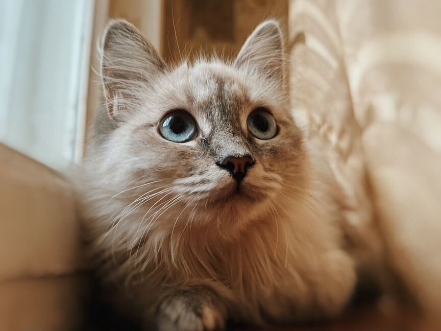 Сима котеное 7 месяцев, в добрые руки