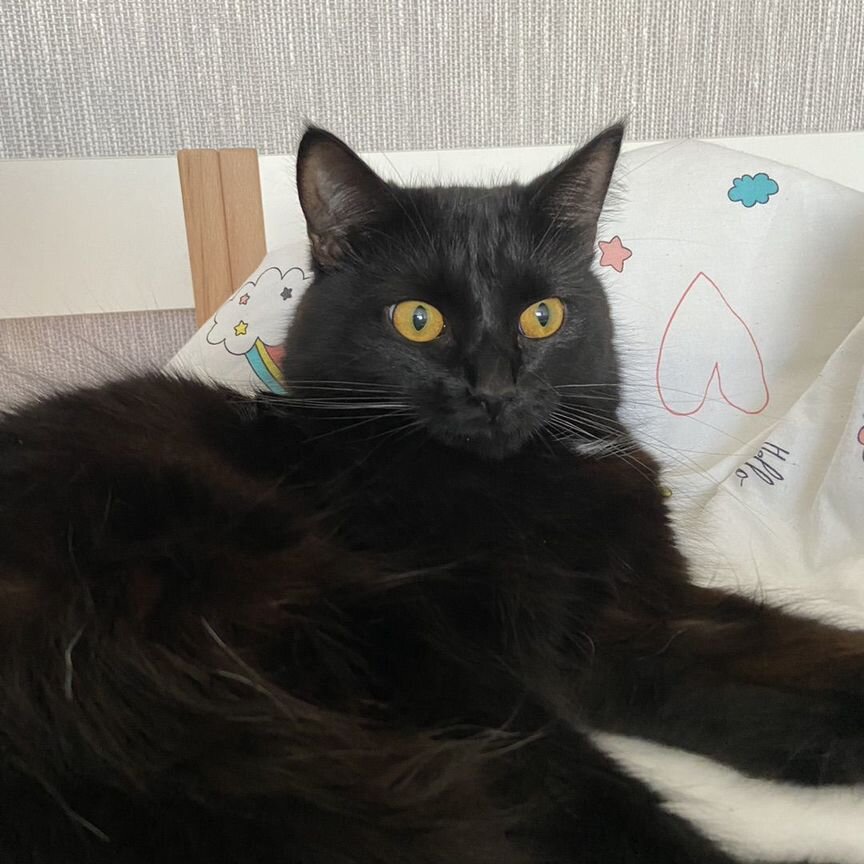 Кошка