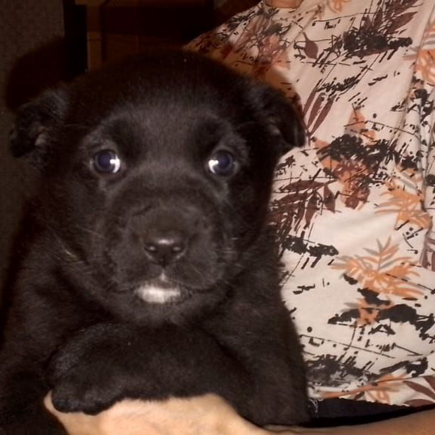 Домашние животные собаки щенки бесплатно