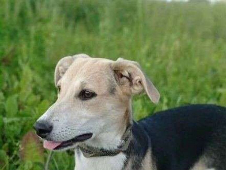 Славная Ладушка ищет дом в добрые руки