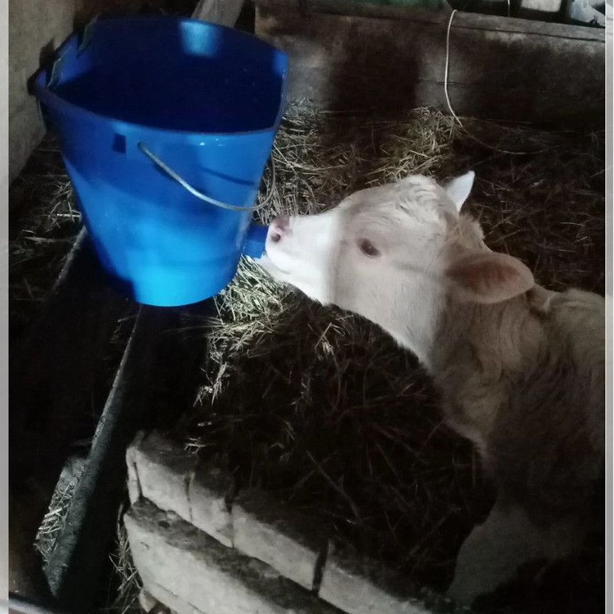 Ведро для выпойки телят