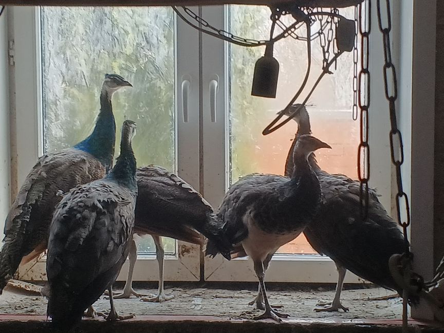 Павлины индийские