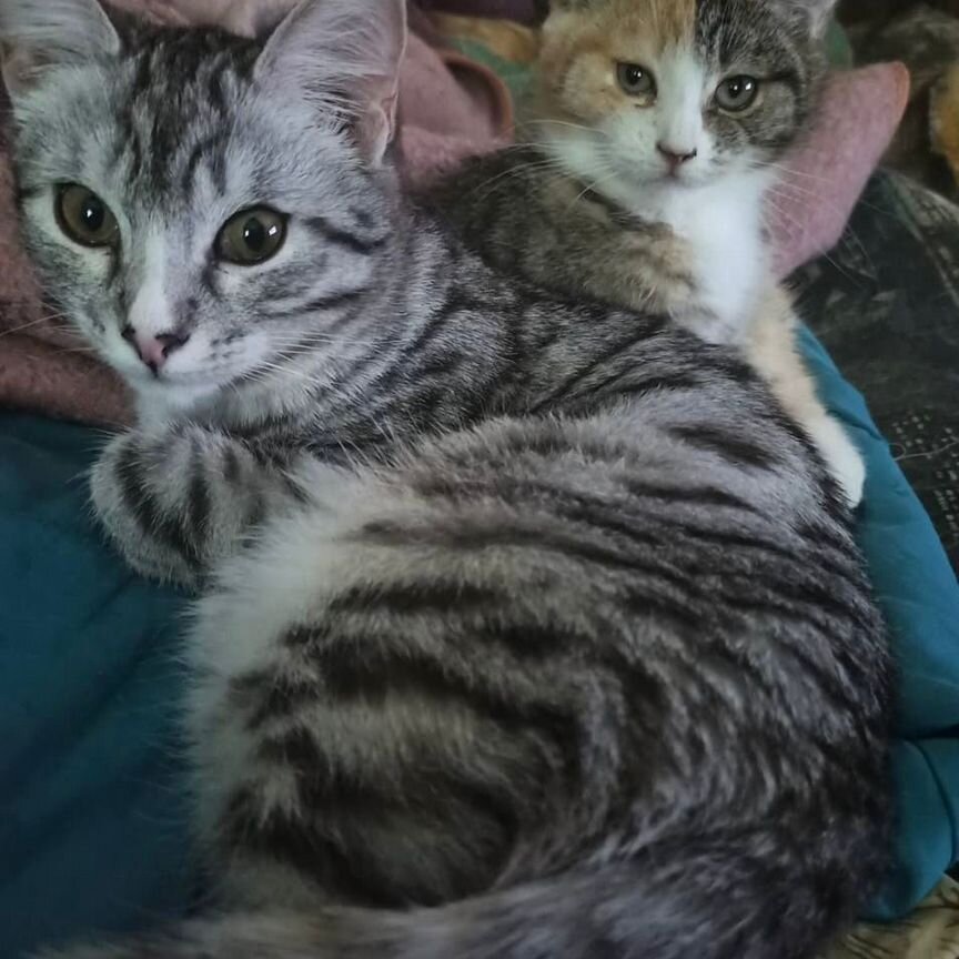 Полосатик-мальчик, 4 месяца