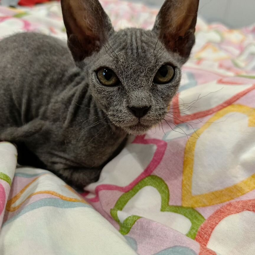 Котенок сфинкс Браш
