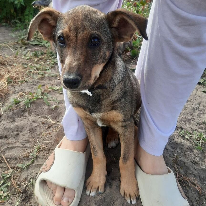 Щенок в добрые руки