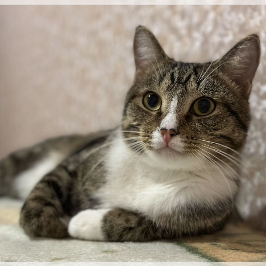 Взрослый кот от частного владельца