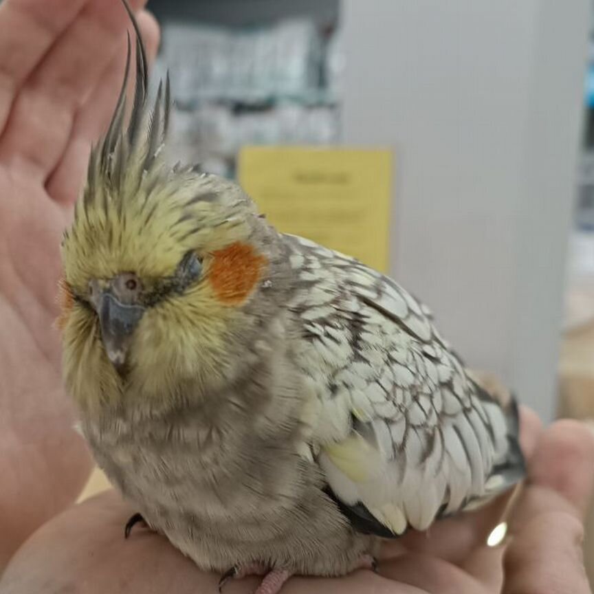 Пойман попугай корелла