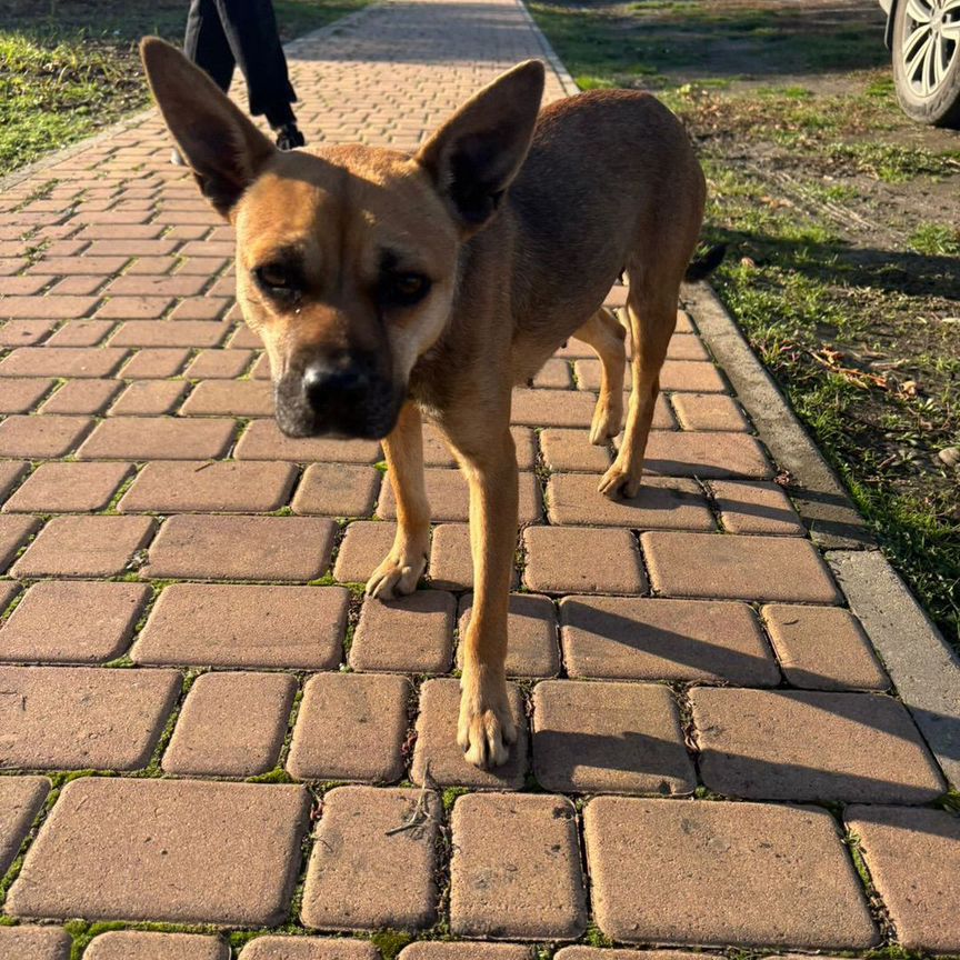 Маленькая собака ищет дом