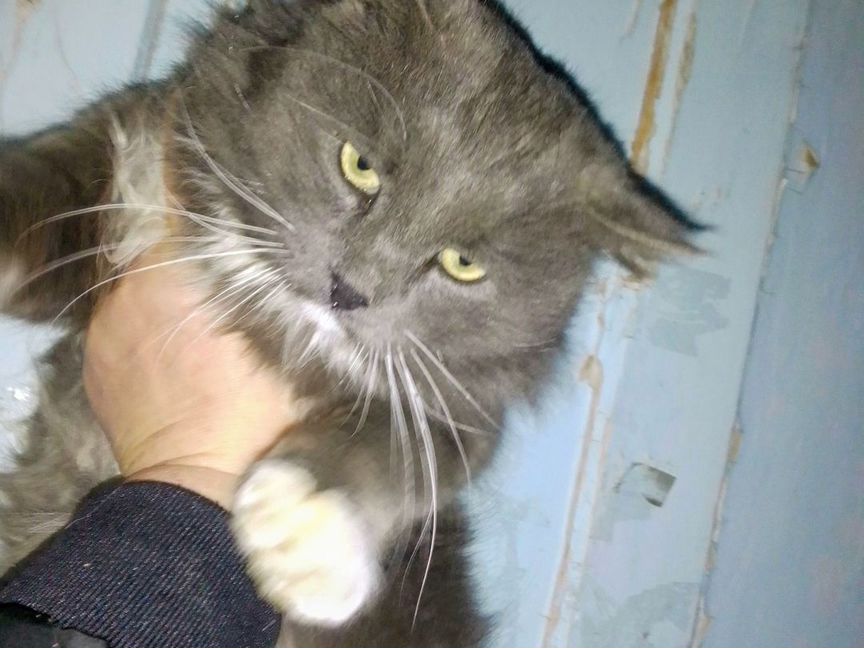 С января много котиков ищут дом/кот Тимоша