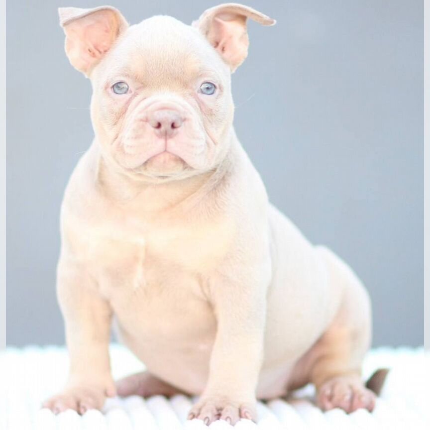 Щенки Американского Булли. Щенки American Bully