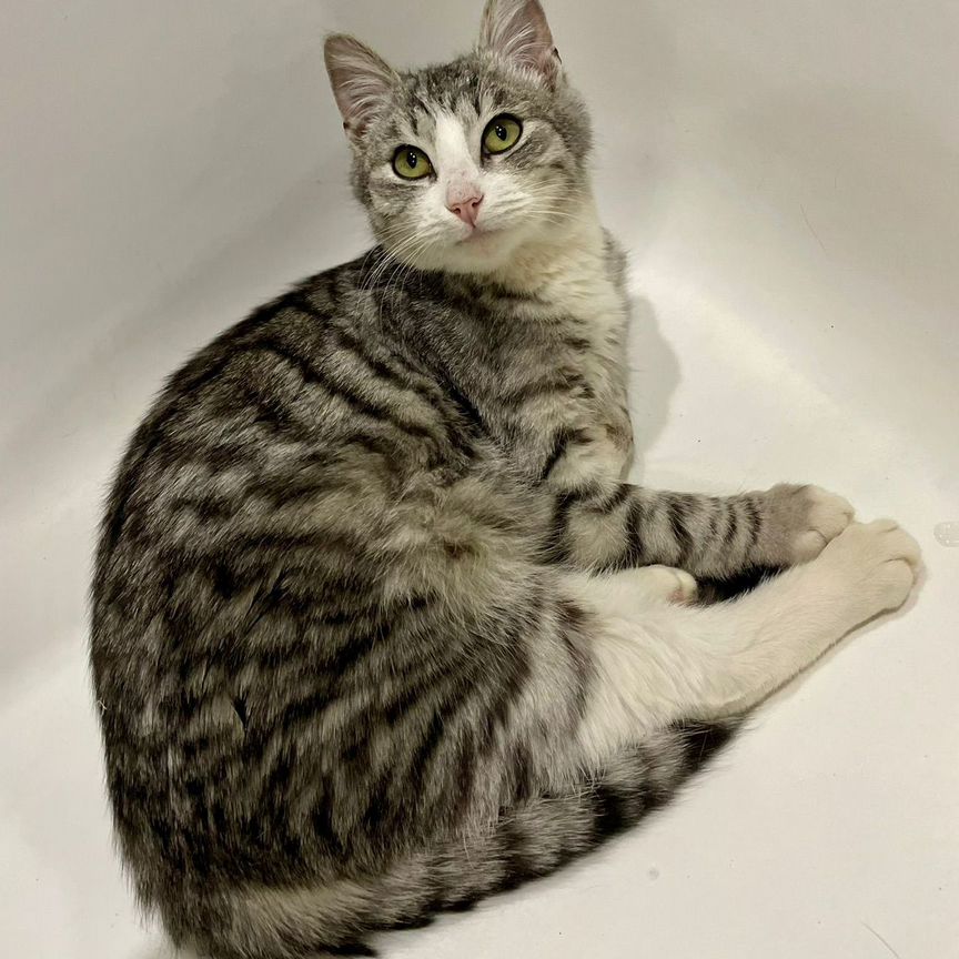 Котенок ищет дом