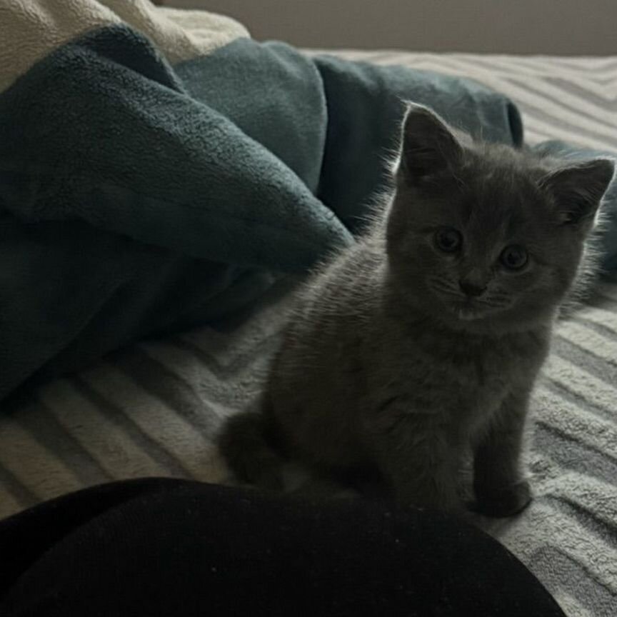 Британский короткошёрстный котёнок
