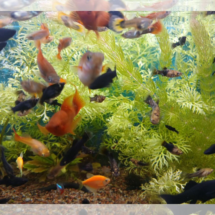 Моллинезия велифера золотая пыль