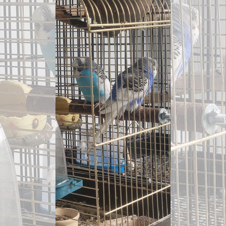 Волнистый попугай