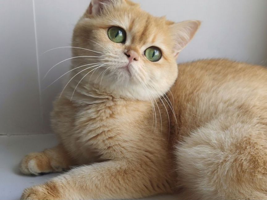 Британская золотая шиншилла в разведение