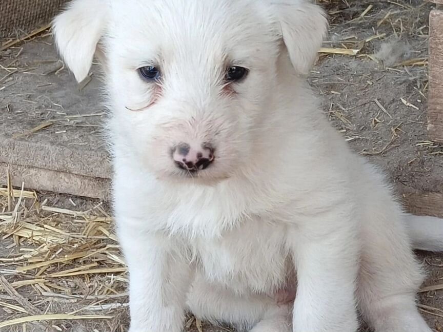 Малыши в добрые руки