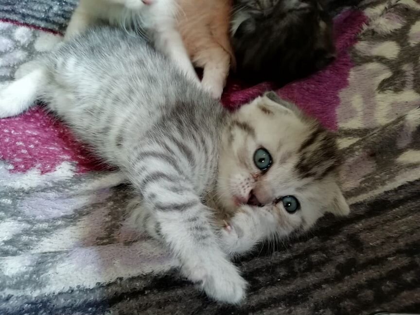 Шотландские котята